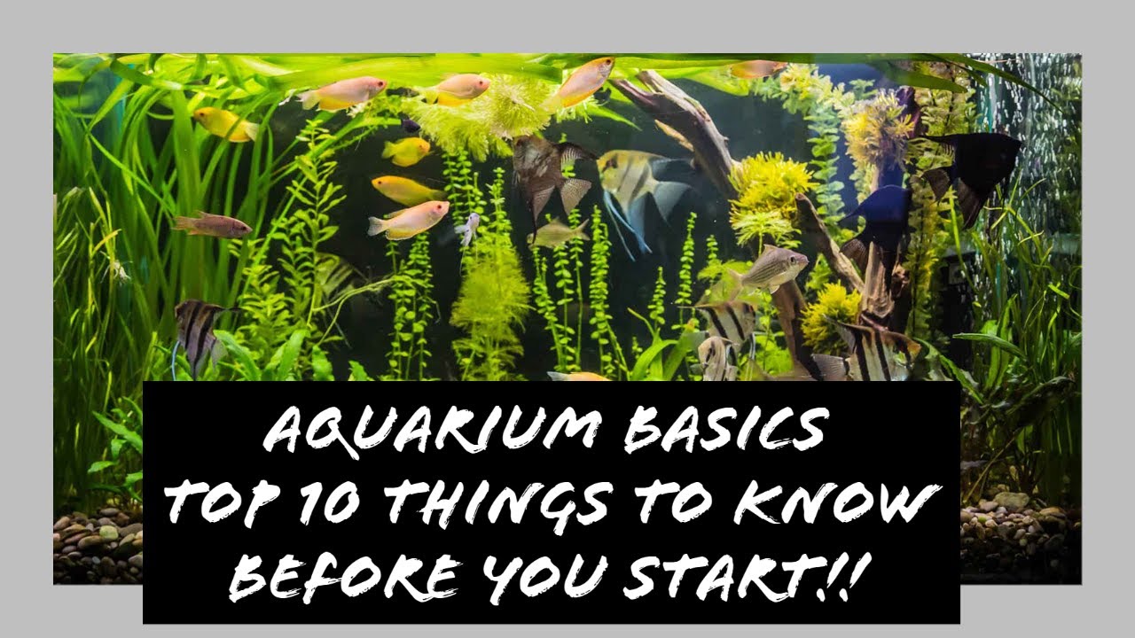 Aquarium Basics Top 10 Things to know before you start!! - YouTube