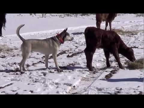 Super Cute and Funny! Dog Meets Baby Cows - YouTube