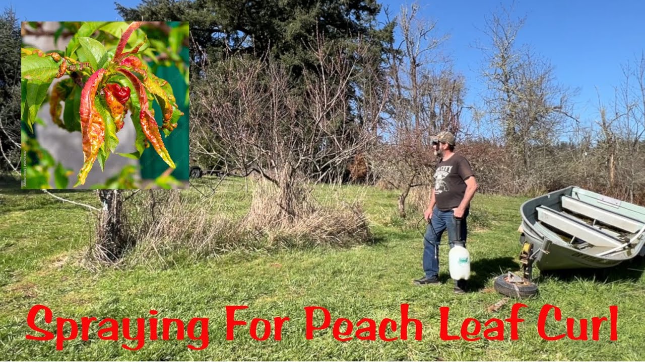 Peach Leaf Curl Spray For My Trees | Fungicide - YouTube