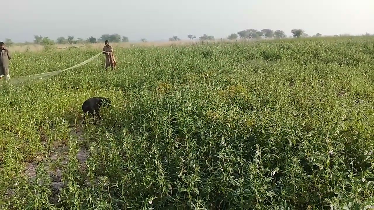 quail hunting with gsp - YouTube