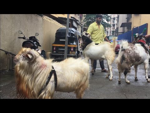 Goats review by Brothers - YouTube