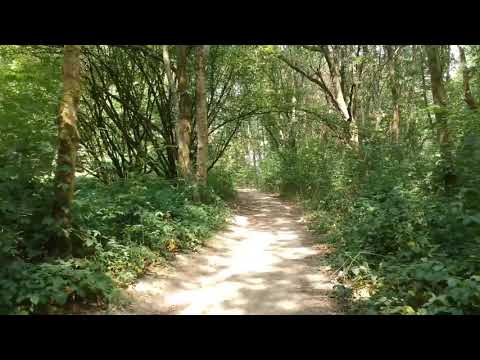 ORMAN YOLU 2 (HD) - STOK VİDEO