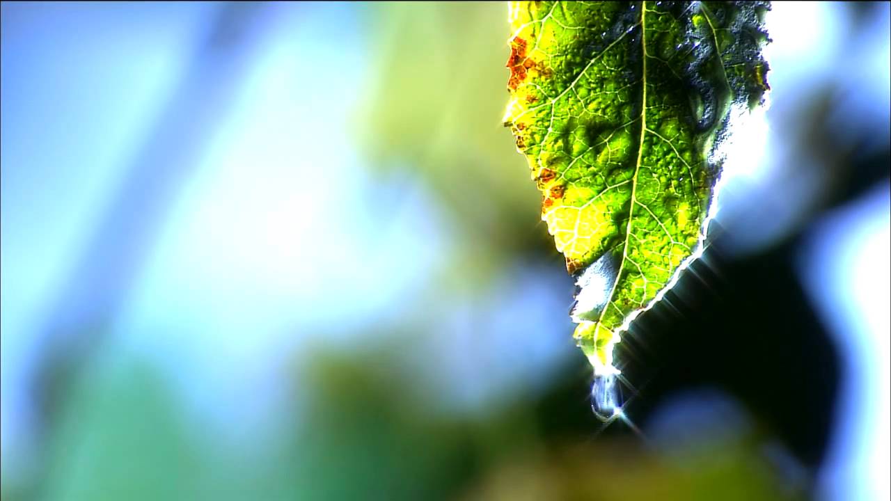 Leaf Drip - YouTube