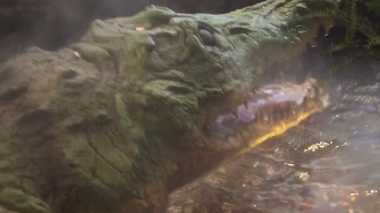 Rainforest cafe crocodile - YouTube