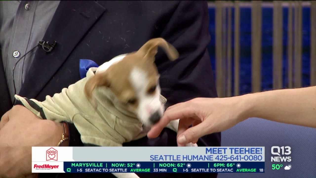 Seattle Humane Society pet of the week - YouTube