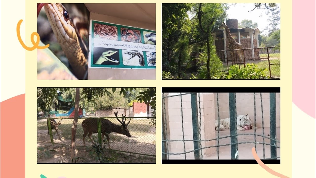 Trip to Zoo ( Lahore Zoo) || the legend - YouTube
