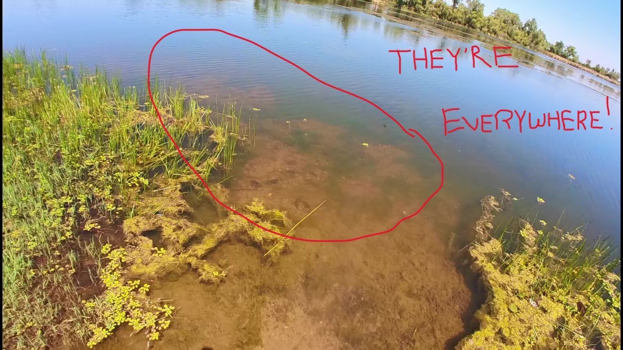 Ultralight Bluegill Bed Fishing (Spawning Season) - YouTube