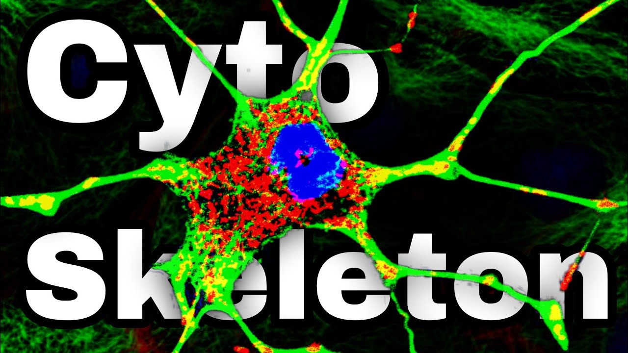 Cytoskeleton Structure And Function (Microtubules and cell movement) - YouTube