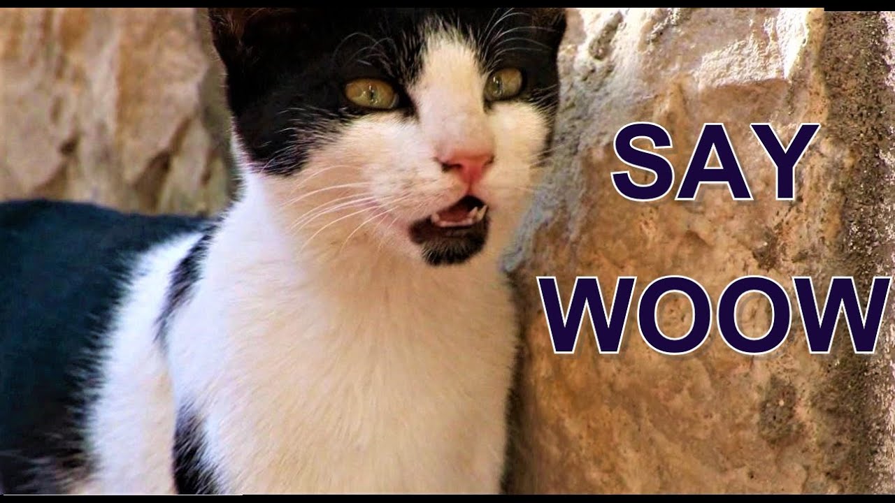 CUTE CAT TRYING TO SAY WOOOW - YouTube