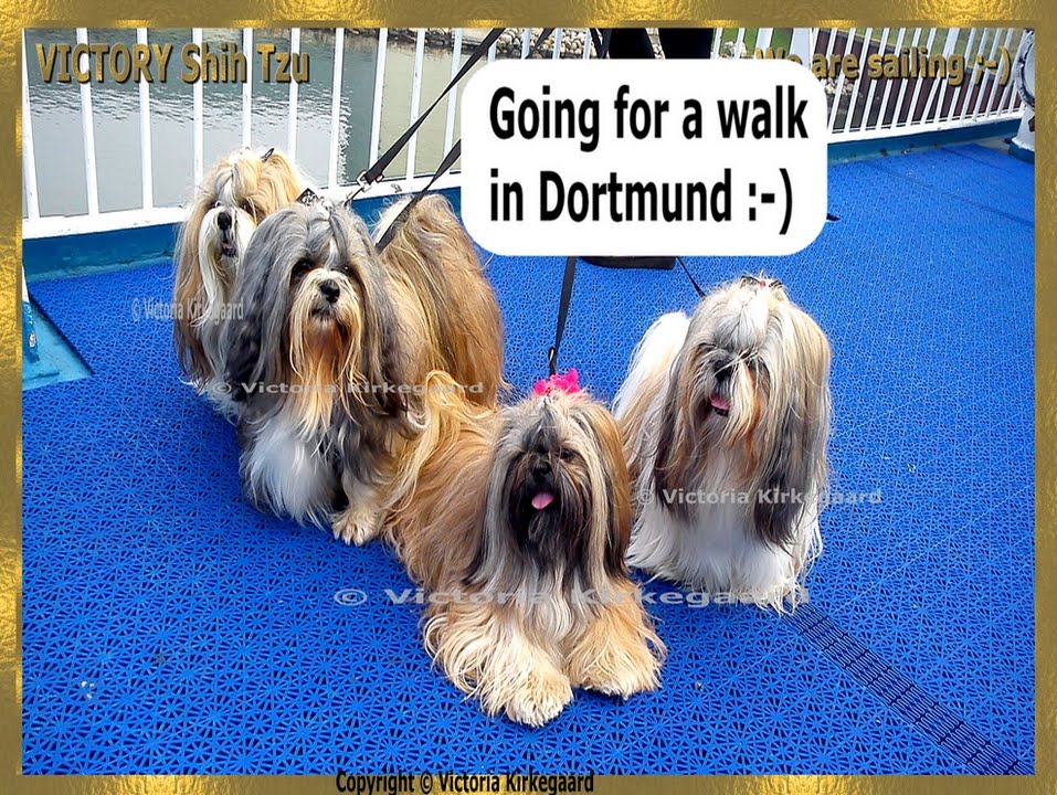 VICTORY Shih Tzu´s Lina-Valentina Going for a walk in Dortmund - YouTube