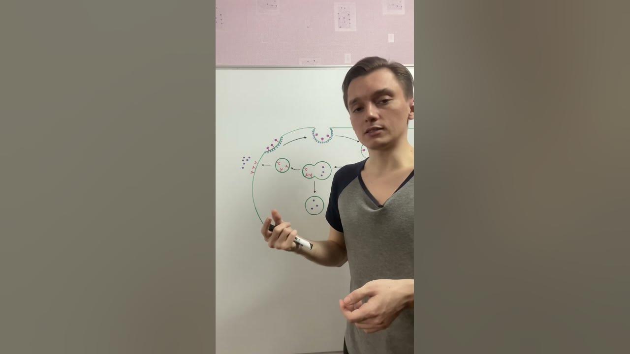 Рецептор опосредованный эндоцитоз Youtube