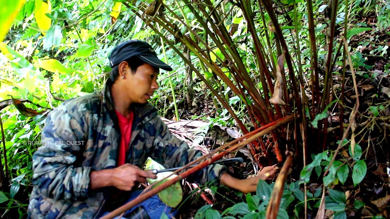 Harvest processing of Cardamom in rural Nepal - YouTube