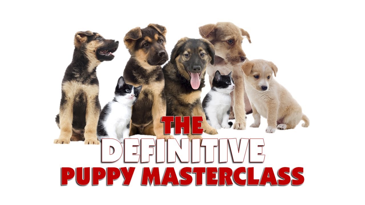 PUPPY COURSE ONLINE | THE DEFINITIVE PUPPY MASTERCLASS ON LINE COURSE ...