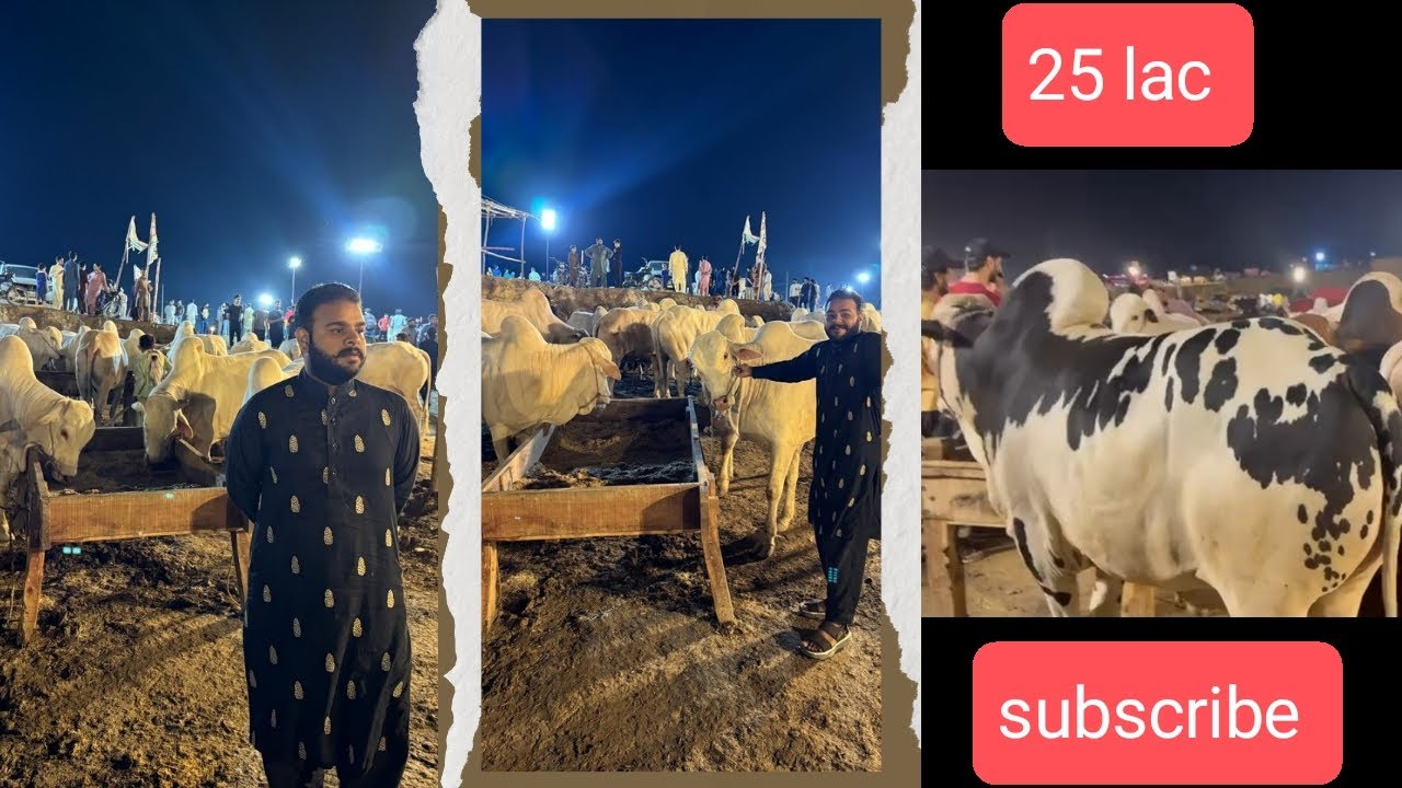 25 lakh ka bail NY machai tabahi Mandi mein - YouTube