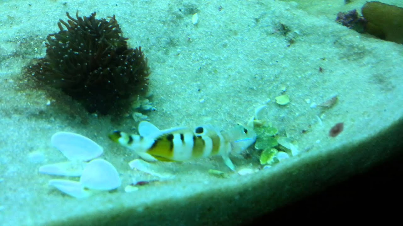 Tiger goby building a home - YouTube