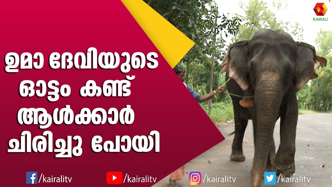 ഉമാ ദേവിയുടെ ഒരേയൊരു ശത്രു |Elephant Kerala | Uma Devi - YouTube