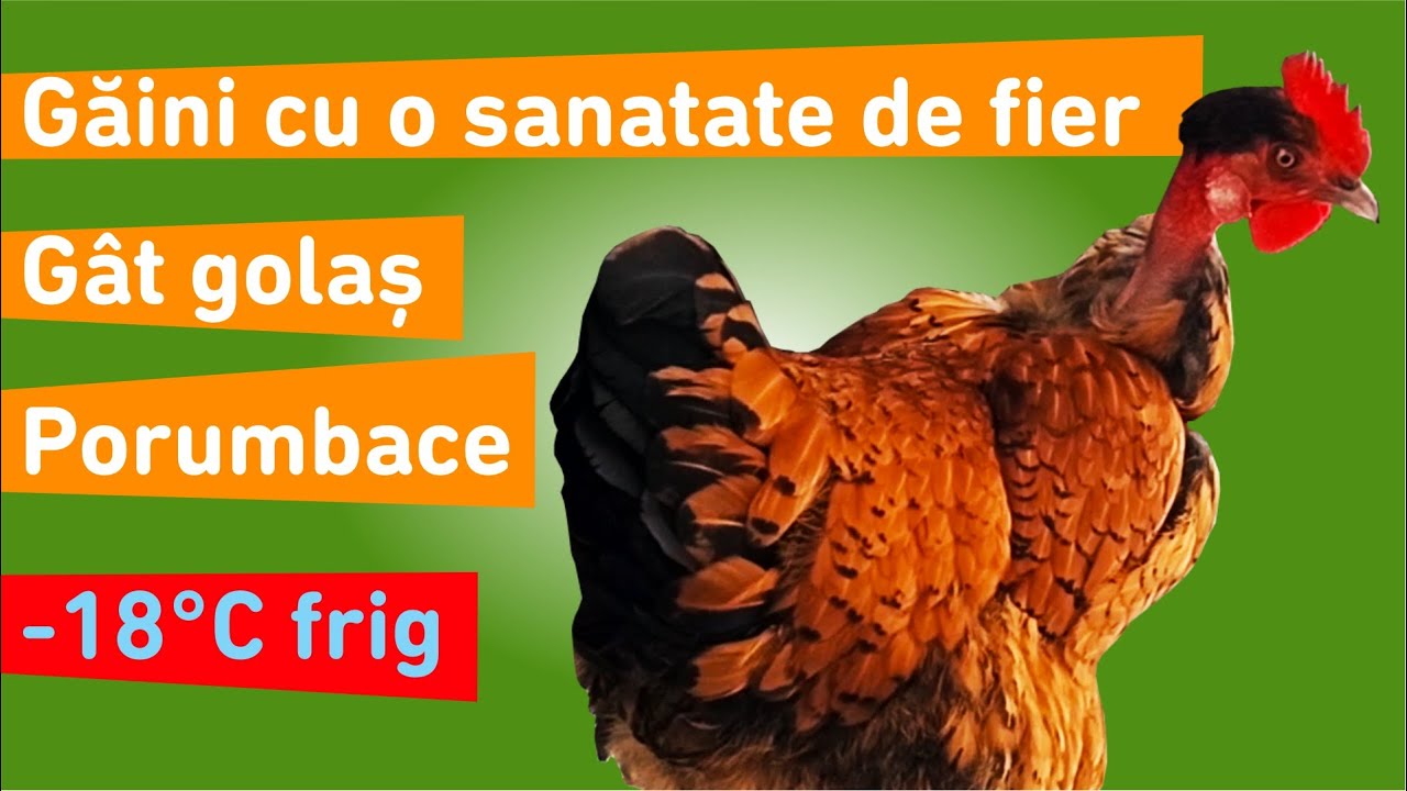 Găini țărănești românești, cele mai grele din curte! Sunt cele mai bune ...