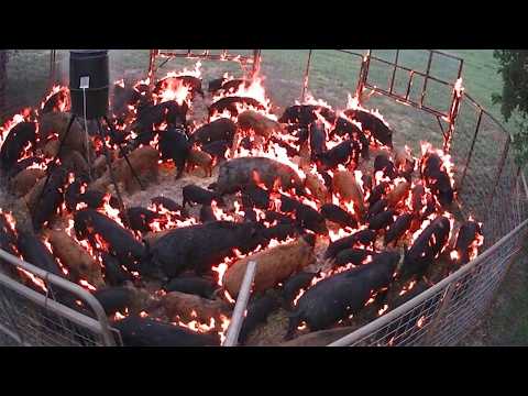 Something Was Killing America’s Feral Hogs — When Officials Found It, They Evacuated