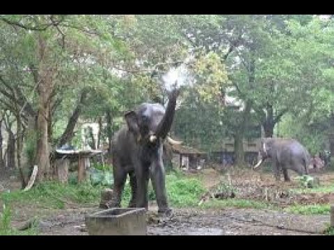 Elephants Punnathoorkotta Guruvayoor / elephant sanctuary/ guruvayoor ...