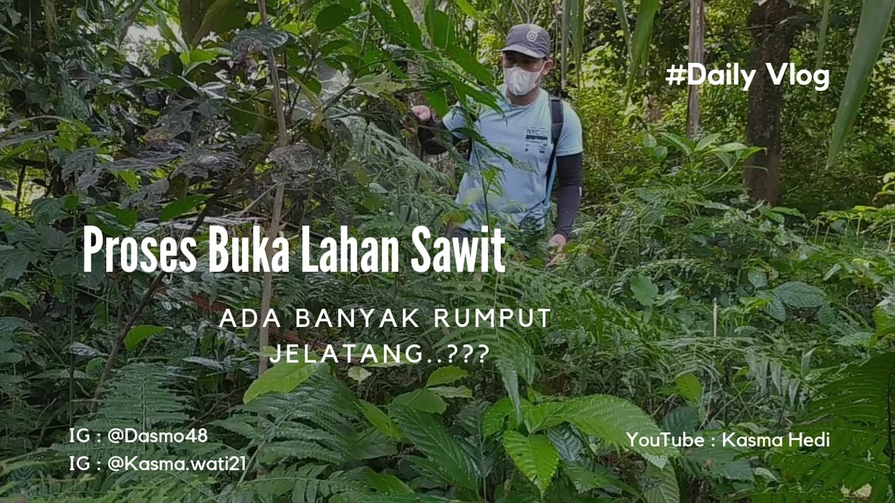 PROSES PEMBUKAAN LAHAN SAWIT...Ada banyak Jelatang...?!!! - YouTube