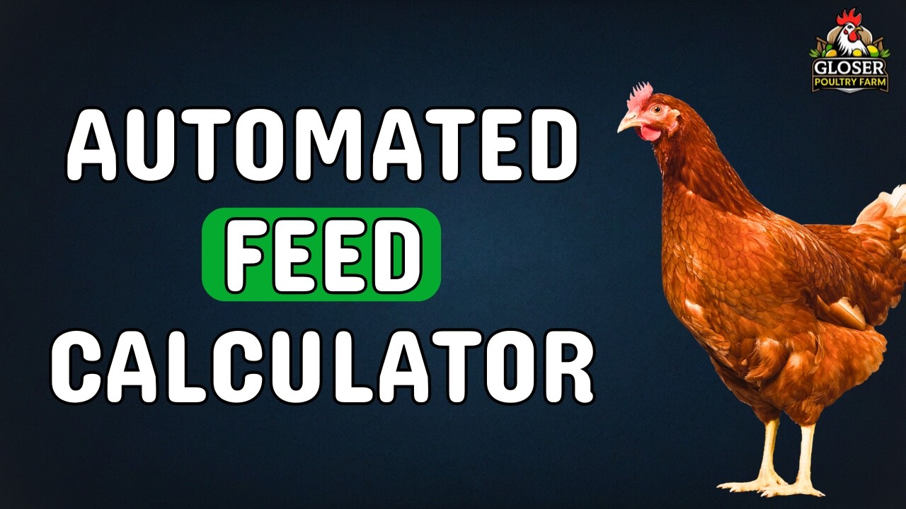 How Much Feed to Give Layer Chickens Daily (Automated Poultry Feed ...