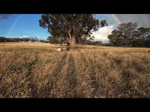 Visiting our HMMS sheep under the big gum tree - YouTube