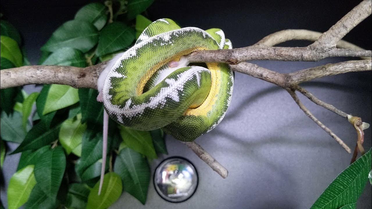 Amazon Basin Emerald Tree Boa - YouTube
