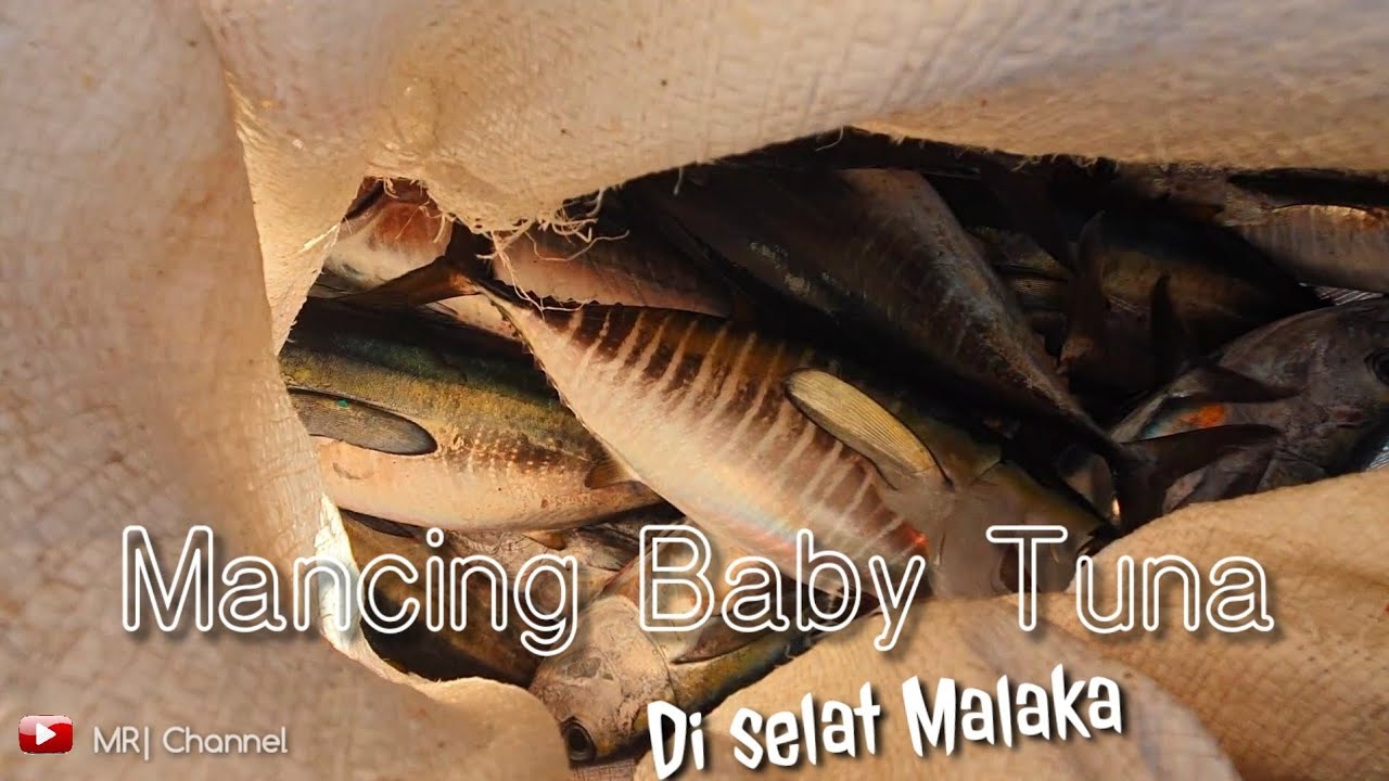 Cara Mancing ikan Baby Tuna - YouTube