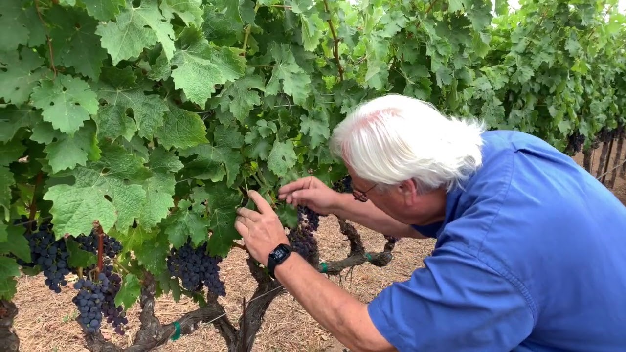 Brooks Painter at Butala Estate Vineyard - YouTube