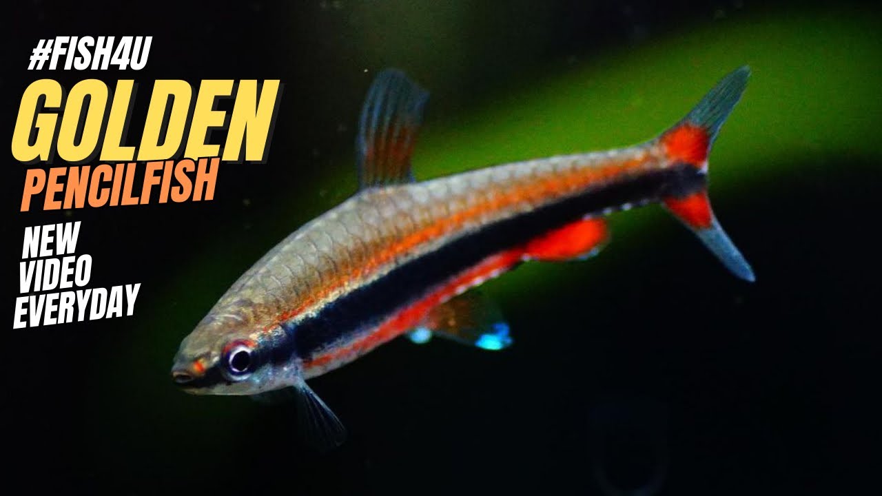 "Golden Pencilfish: Unveiling the Allure of Pencil-Shaped Aquatic ...