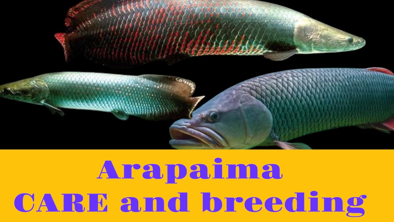 How to care for and breed arapaima |The Giant Amazon fish|#arapaima ...