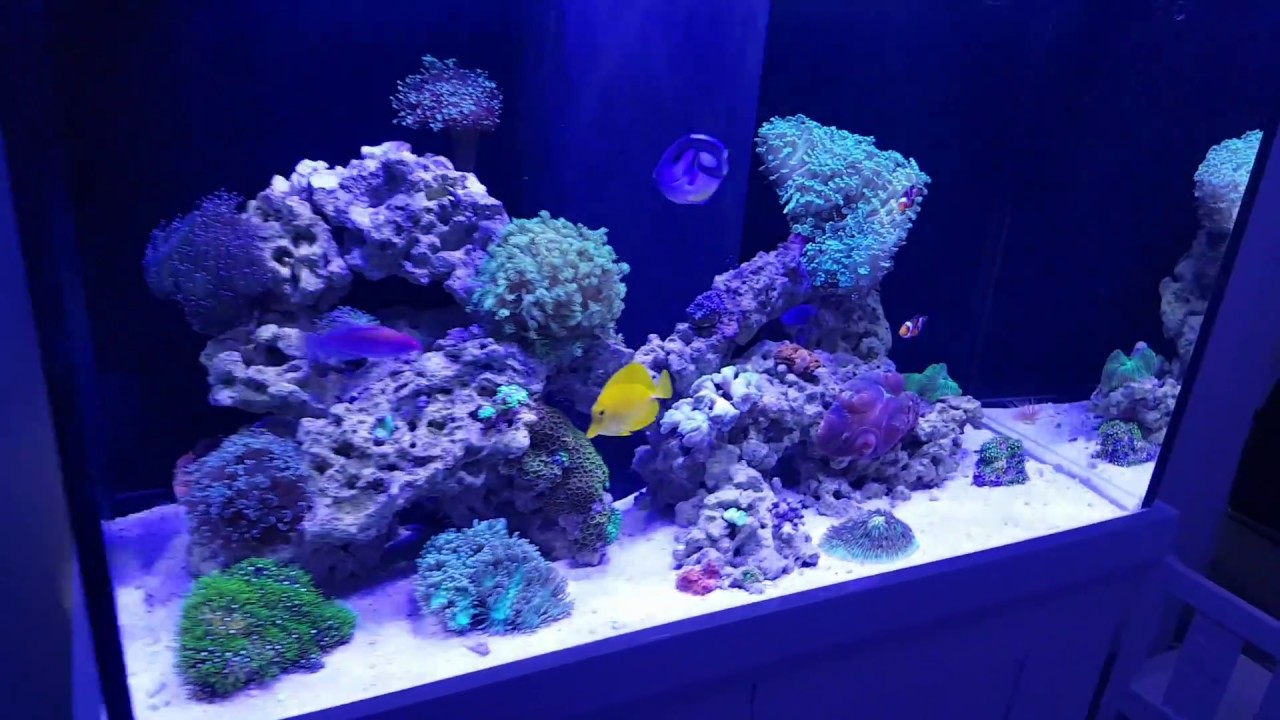 Aqua One 300 - YouTube