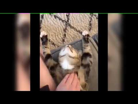 Catnip Madness Funny and Cute Cats on a Playful Spree - YouTube