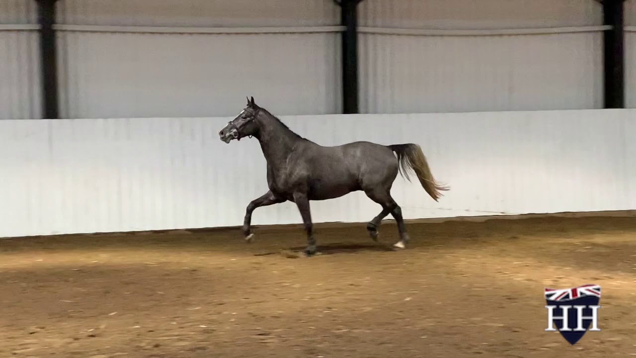 Cornets Diamond (Cornet Obolensky) x x Zappatero Gelding Born 2016 ...