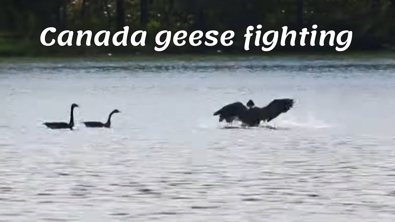 Canada geese fighting - YouTube