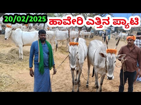 ಹಾವೇರಿ ಎತ್ತಿನ ಪ್ಯಾಟಿ || Haveri Biggest Bulls Market || ಪ್ರತಿ ಗುರುವಾರ ...