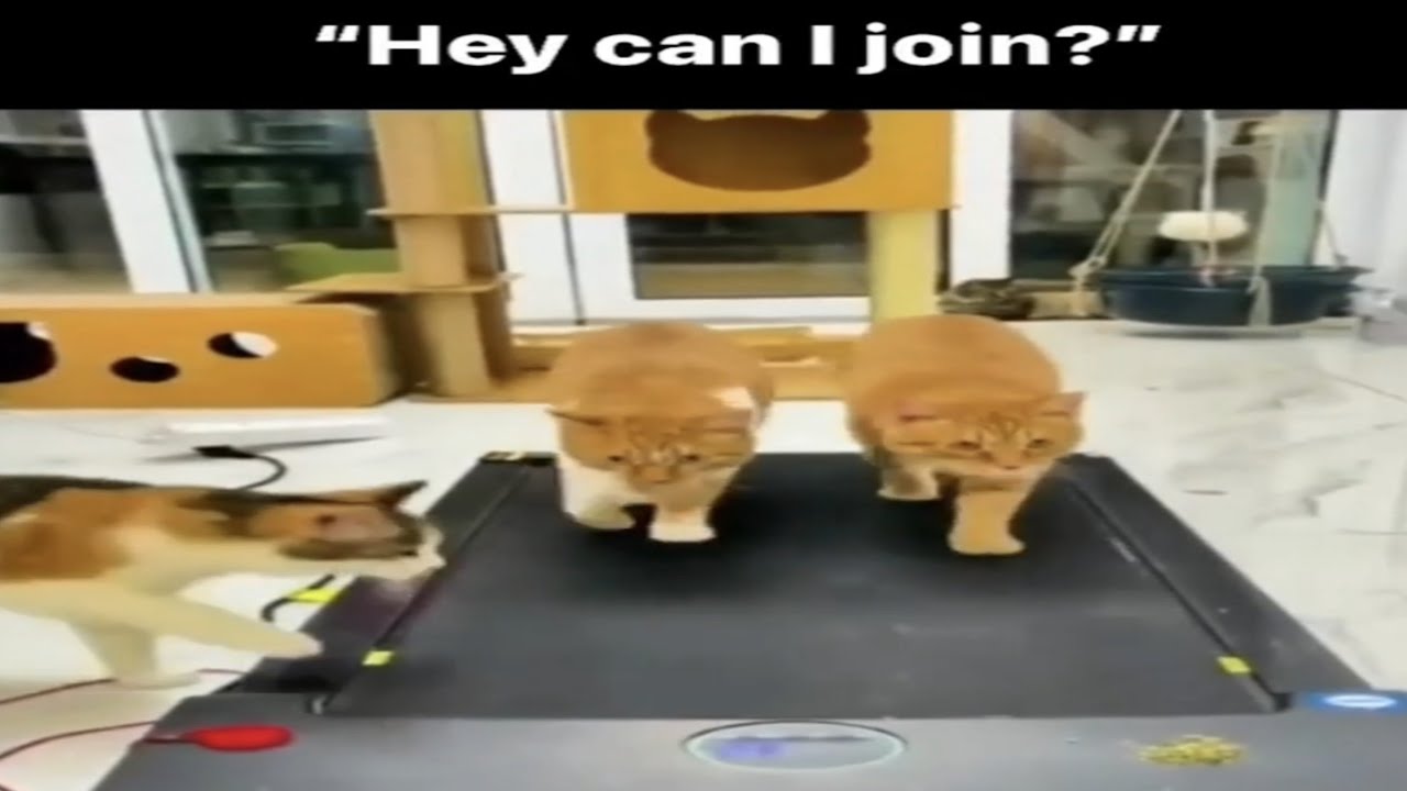 "Hey can I join?" - YouTube