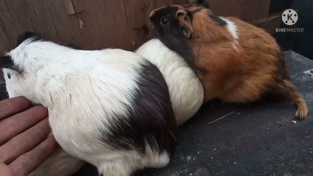 cek marmut hamil besar dan hamil sedang 1 mingguan melahirkan || marmot ...