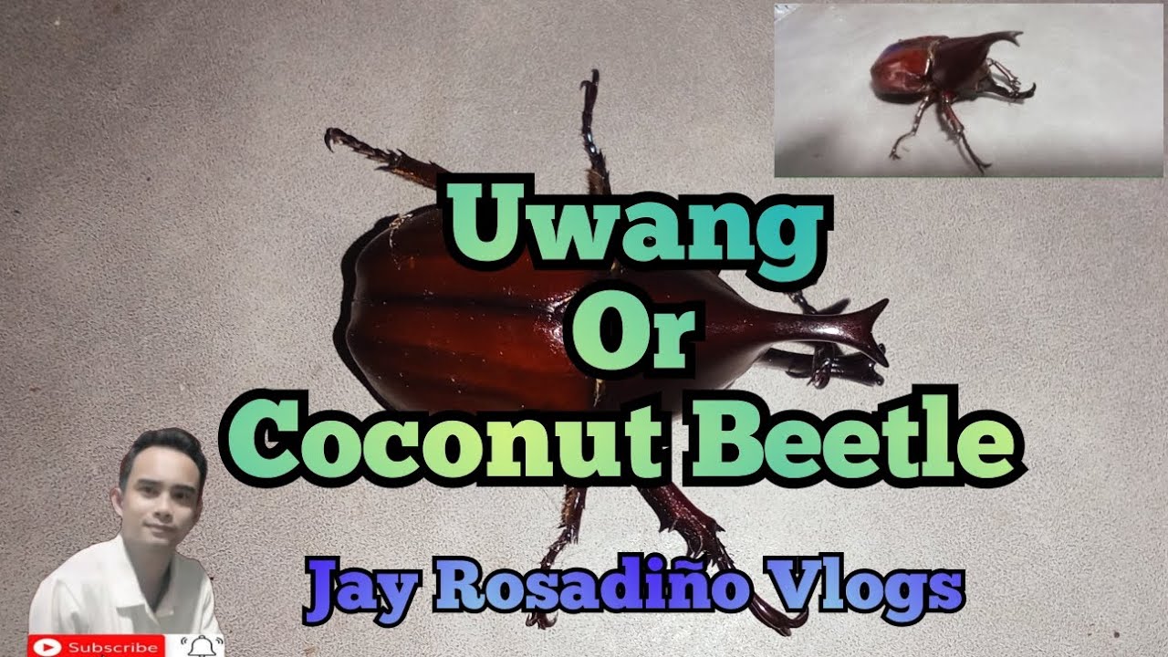 Uwang or Coconut Beetle. May Naligaw - YouTube