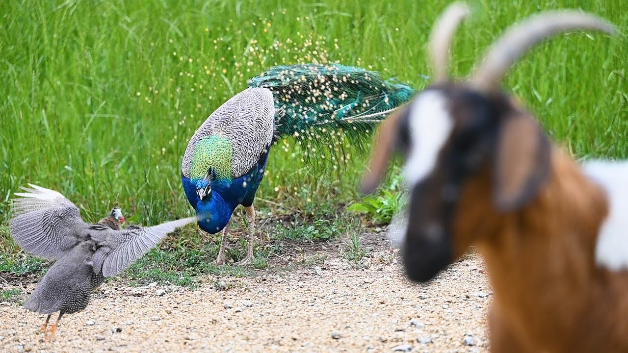Peacocks, Guinea Fowls and Goats Eat Together | Nature Sounds Ambience ...
