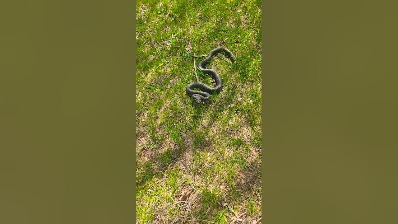 good size black snake - YouTube