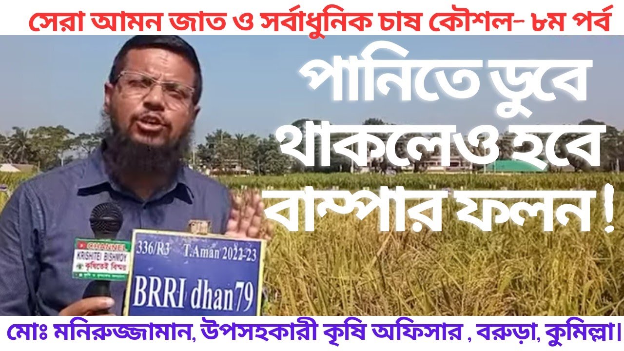 বন্যা ও জলাবদ্ধতা সহিষ্ণু আমনের সেরা জাত ব্রিধান ৭৯|BRRI Dhan 79 ...