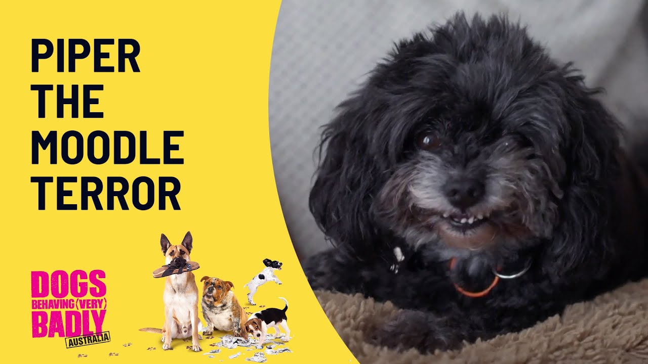Manic Moodle Piper Is A Terror | Dogs Behaving (Very) Badly Australia ...