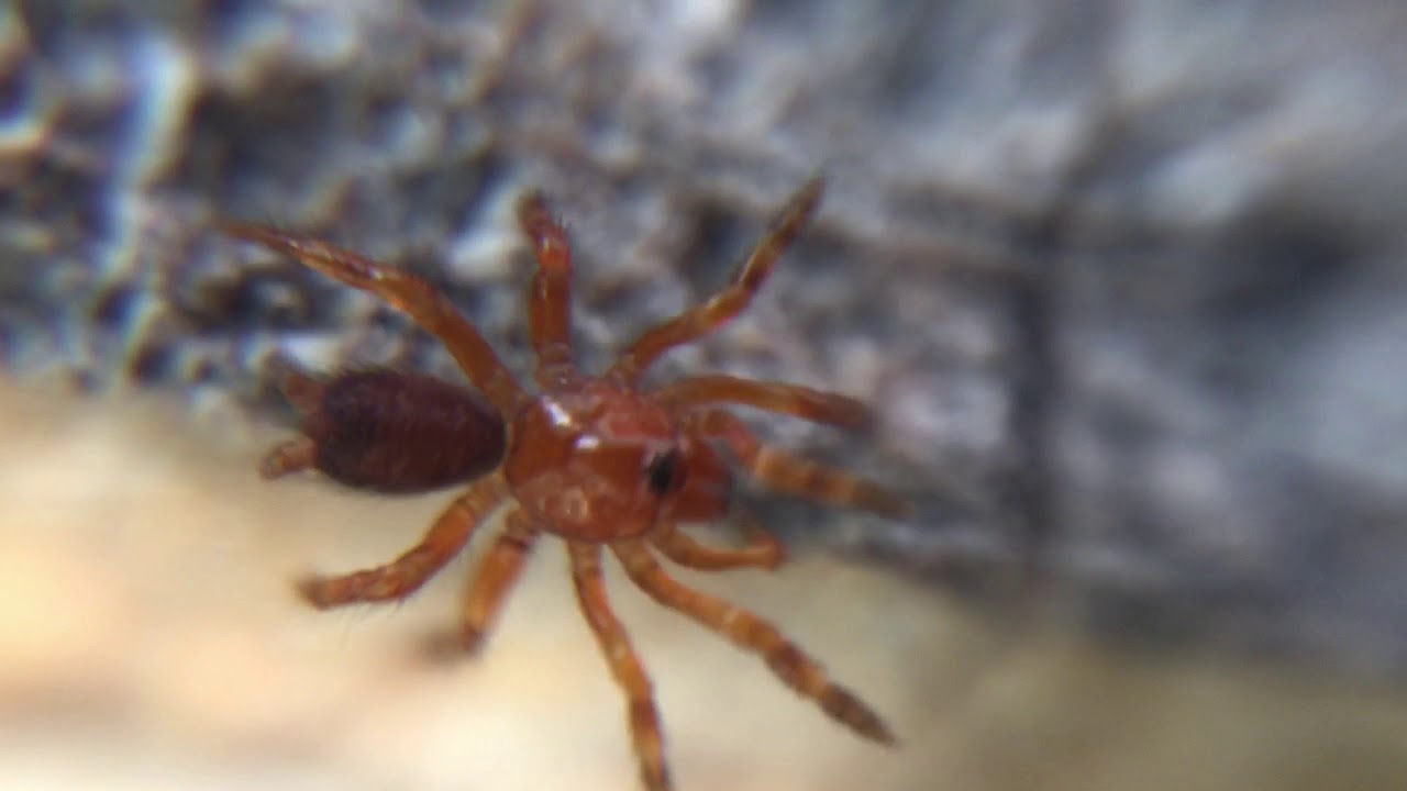 Freaky Red Spiders on a Tree Stump - YouTube
