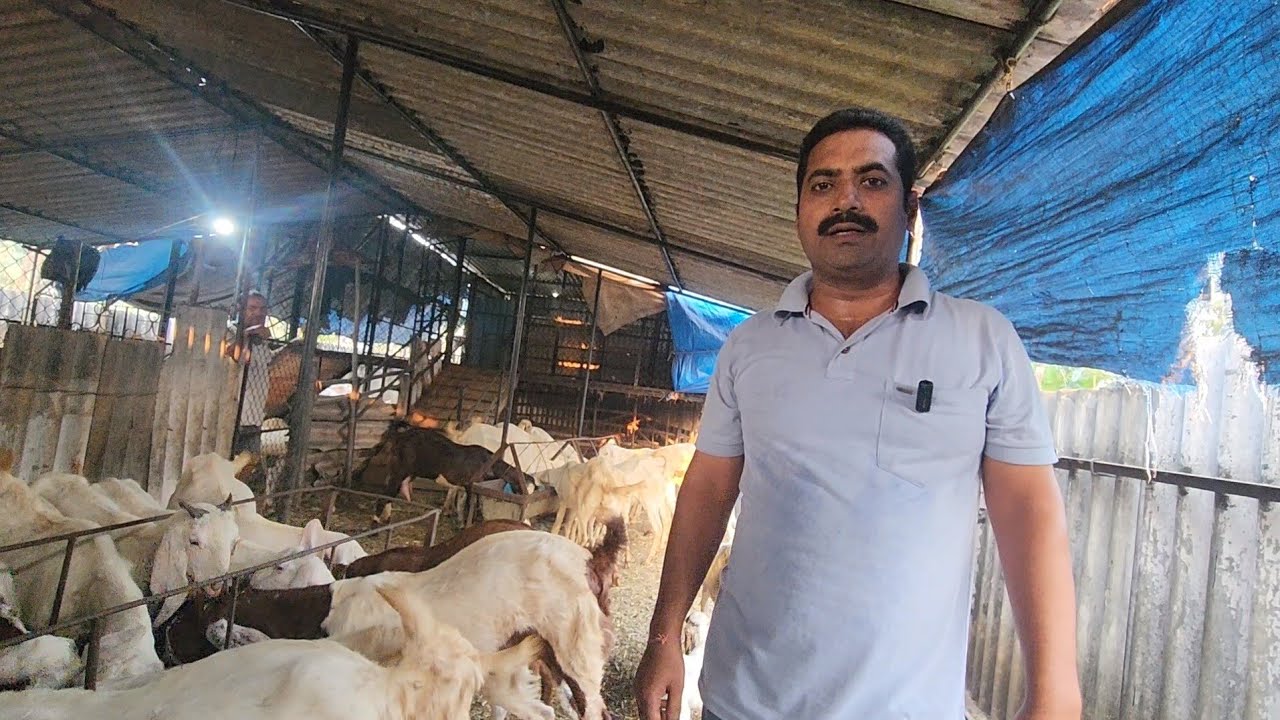 Police Officer Runs A Goat Farm | Breeding Setup | Royal Kalamb Goat ...