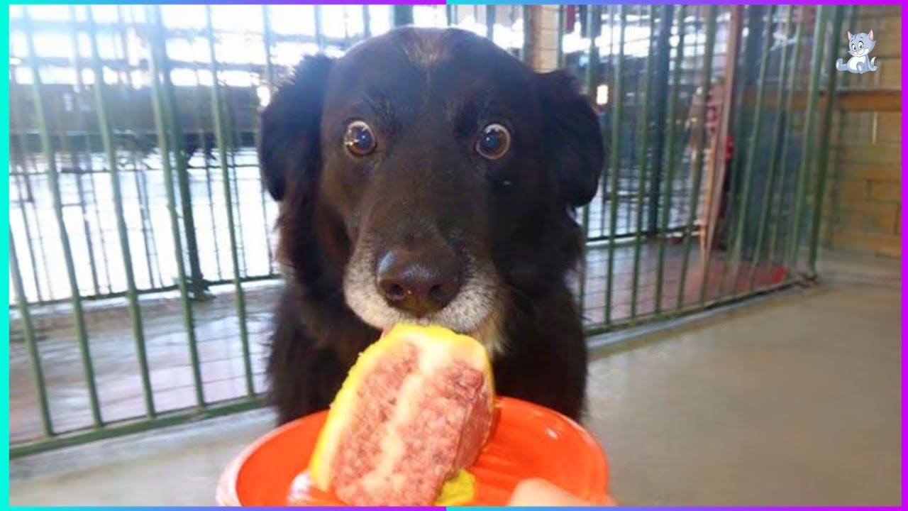 Doberman is the Funniest Dog That Will Make You Laugh! 🐶 Best Dog ...