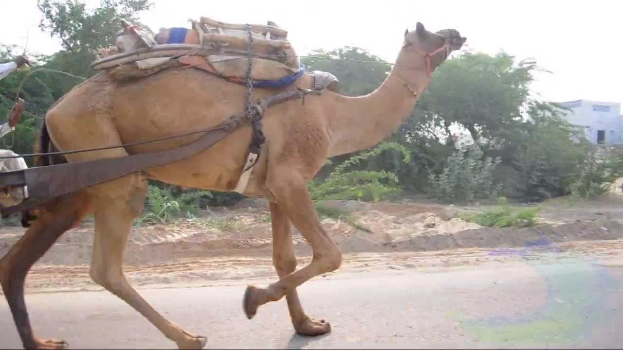 Go Camel Go! - YouTube