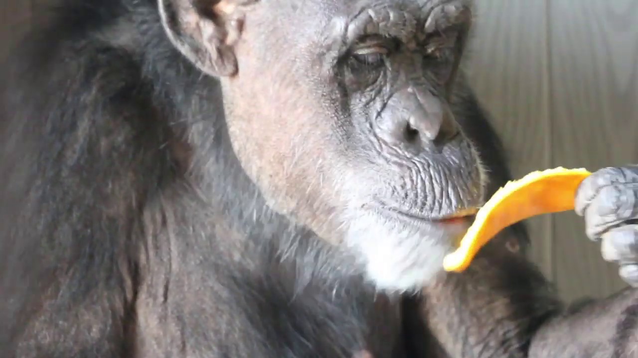 Rescued chimpanzee Jody eats an orange - YouTube