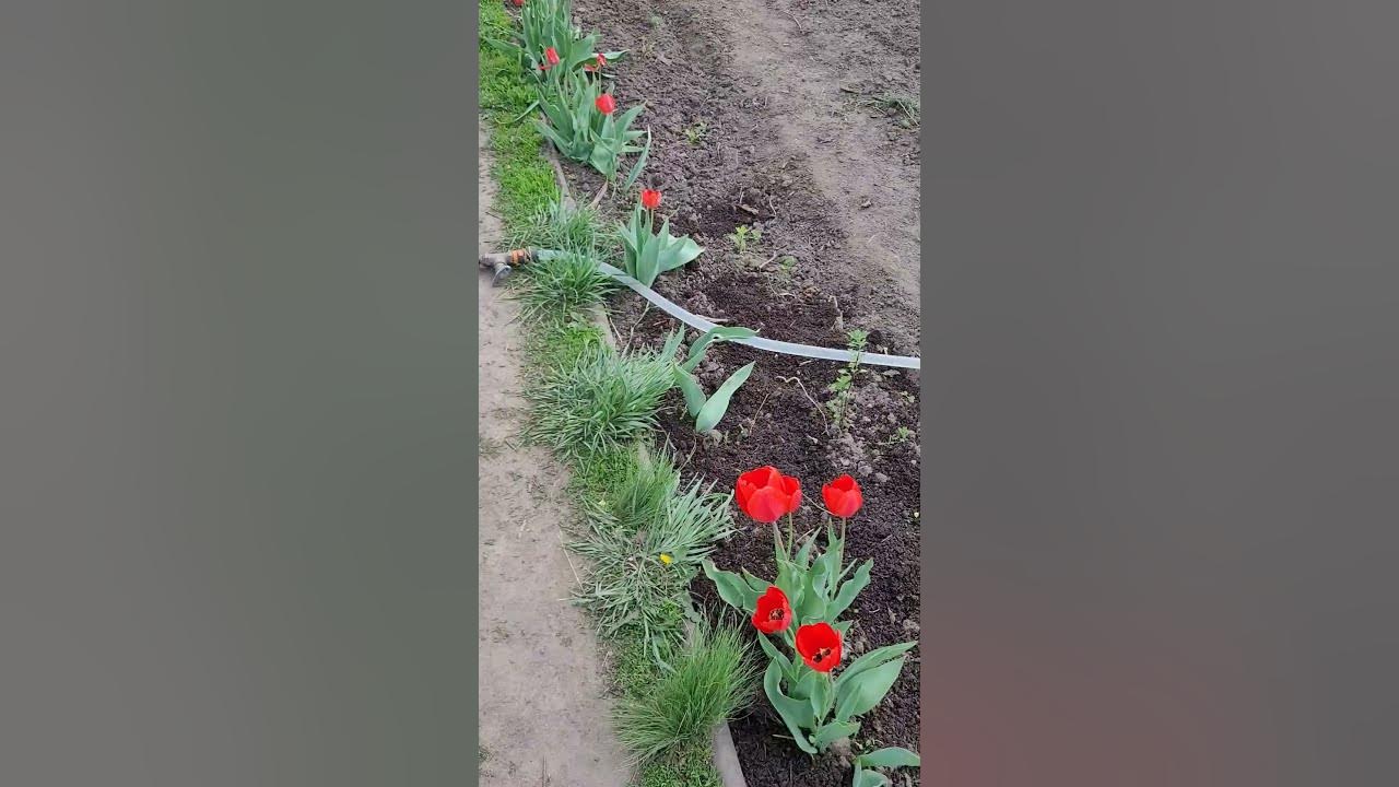 Дарите женщинам цветы без повода Youtube