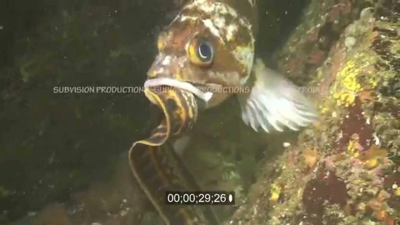 Wolf eel being attacked by Copper rockfish HD stock underwater footage clip 1 - YouTube